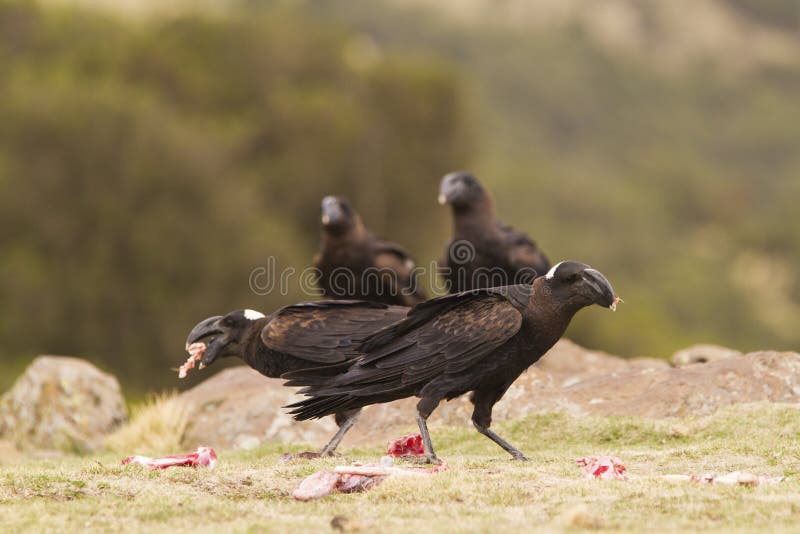Thick-billed Raven (Corvus Crassirostris) Stock Image - Image of eating ...