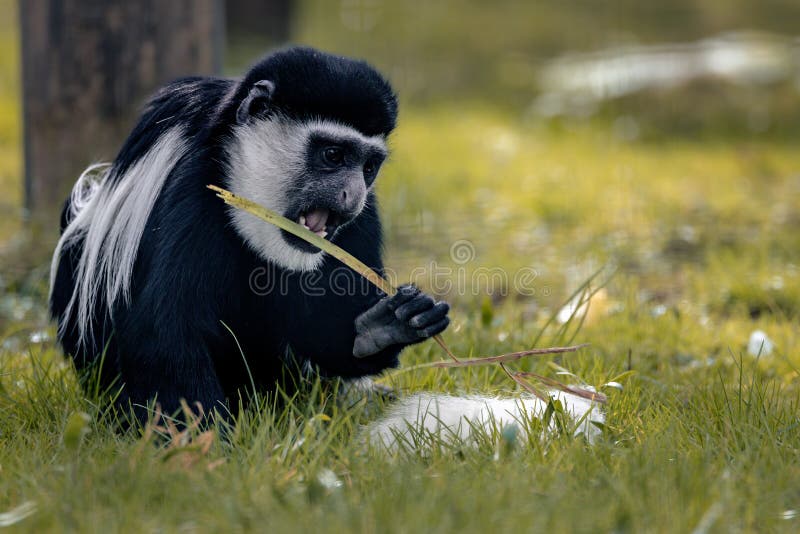 Thick-bodied Monkey Munching on Grass while Seated on the Ground Stock ...