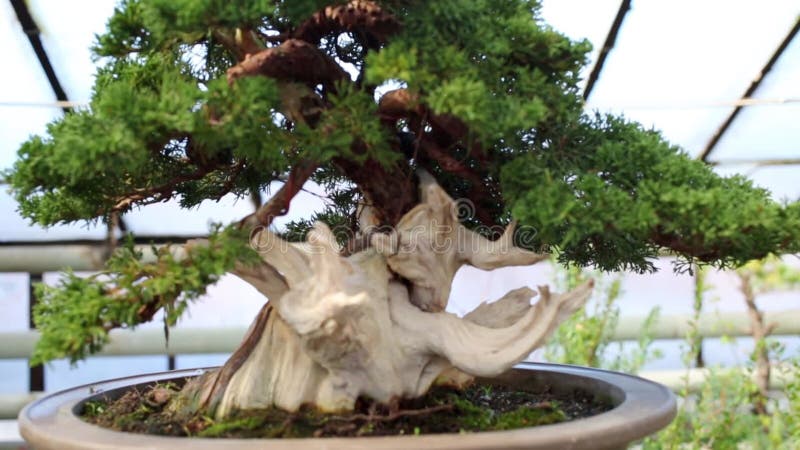 Thick Bonsai Conifer Tree without Bark in Pot at Stock Footage - Video ...