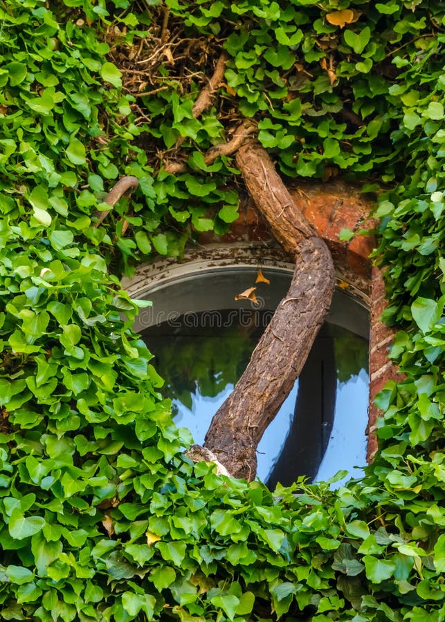 The Thick Branch in Front of the Window Stock Image - Image of glass ...