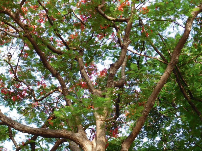 The Upper Part of a Tall Flame Tree Stock Image - Image of canopy ...