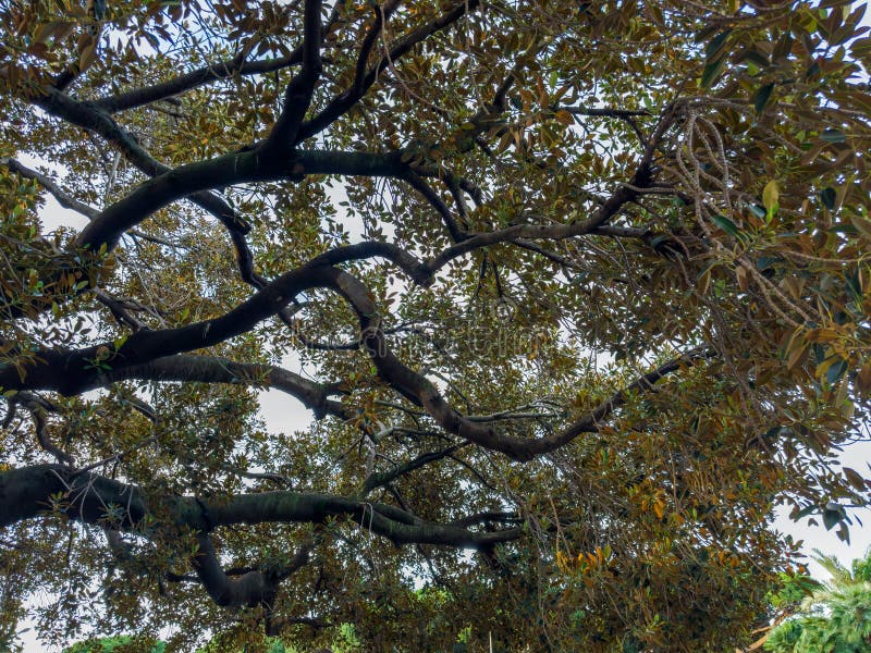 Thick Branches of Old Spreading Ficus Elastica Tree in Park Stock Image ...