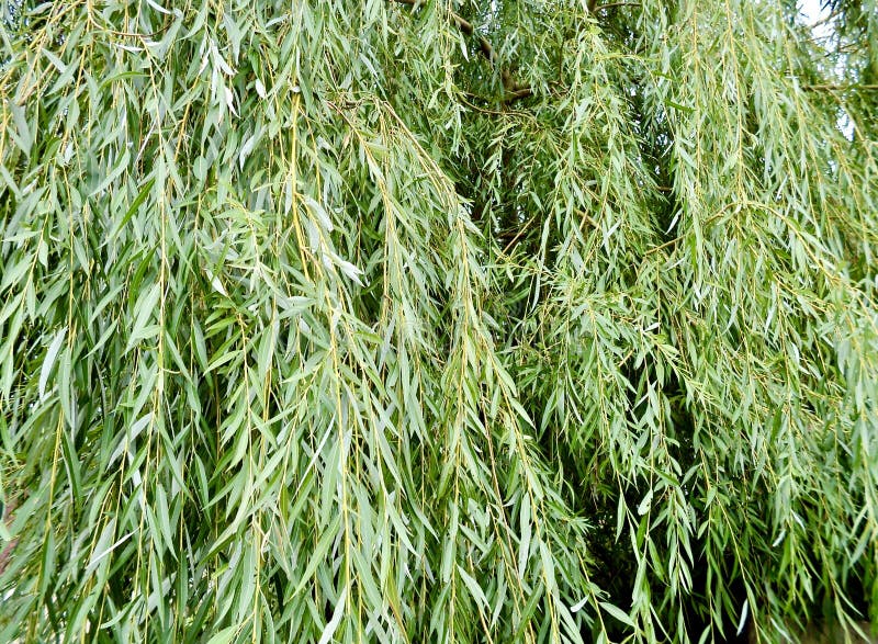 Thick Branches of the Willow Weeping Stock Image - Image of leaf ...