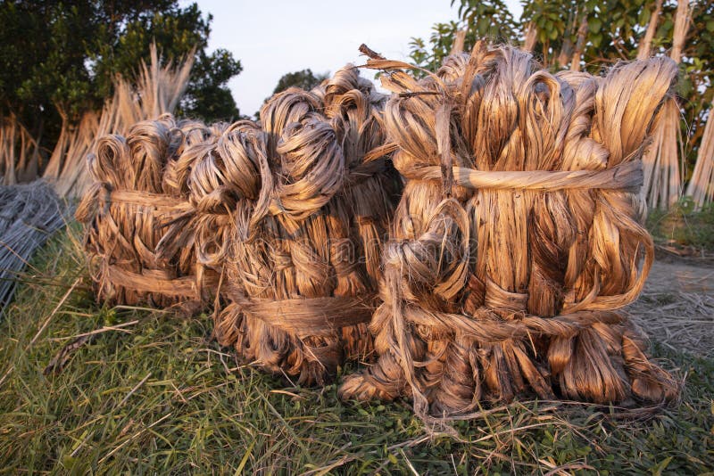 A Thick Brown Bundle of Raw Jute Has on the Ground Stock Image - Image ...