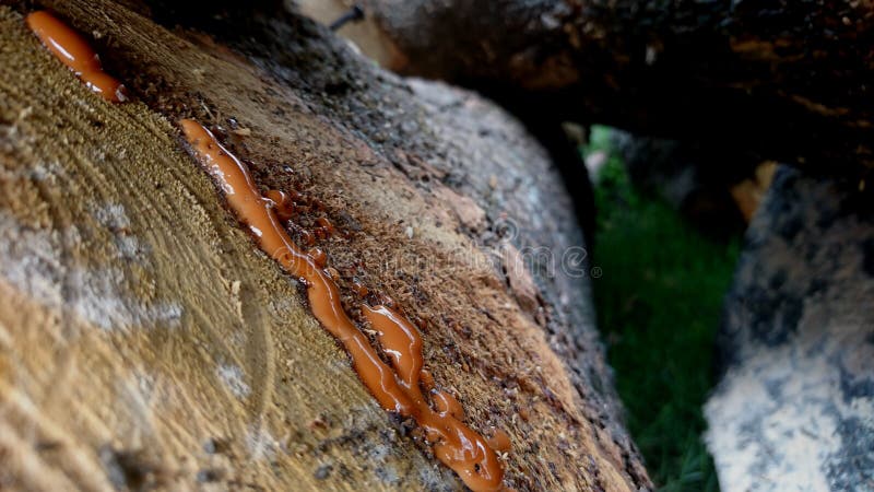 Thick Brown Sap that Comes Out of Wood Stock Image - Image of pine ...