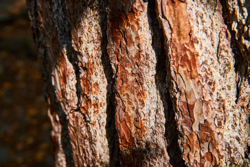 Thick Brown Tree Bark Texture from Angle in Harsh Light Stock Image ...