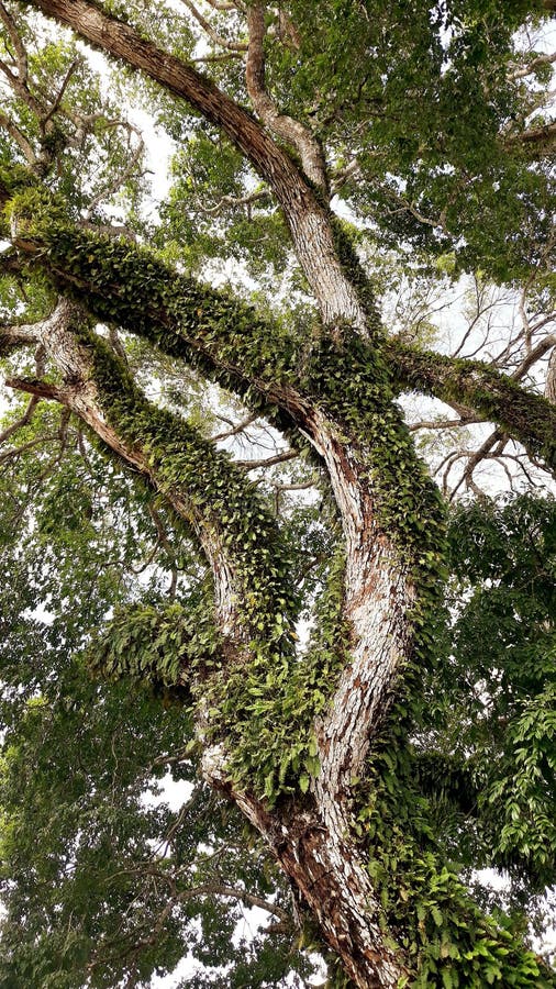 Tree Branches Full of Vegetation Stock Photo - Image of branches ...