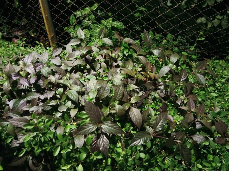 Bushes Night Stock Photos - Download 2,641 Royalty Free Photos