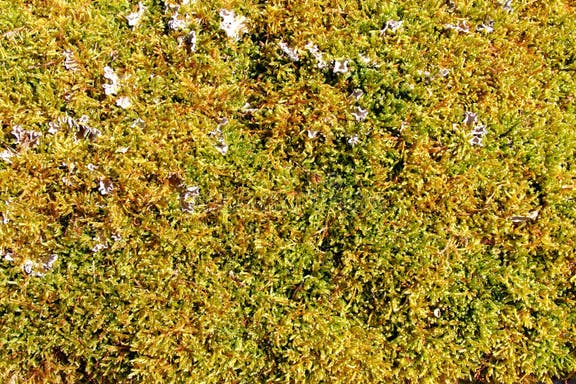 Thick Carpet of Moist Green Moss on the Ground Stock Photo - Image of ...