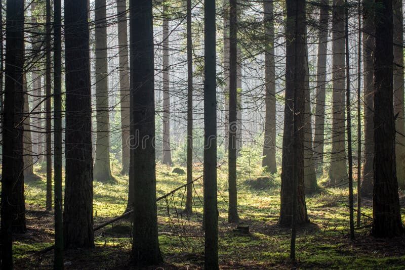 Thick Coniferous Forest in Autumn. Translucent Sun Rays Gently Fall on ...