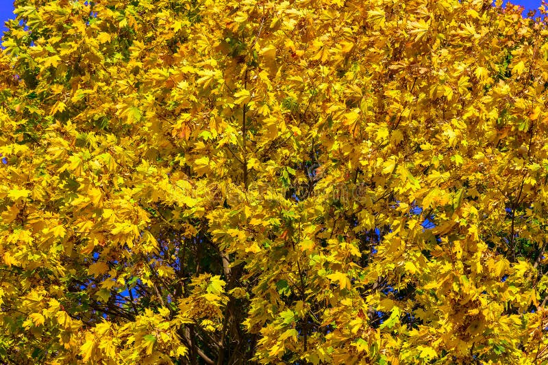 Thick Crown of a Tree Maple in Autumn Stock Image - Image of flora ...