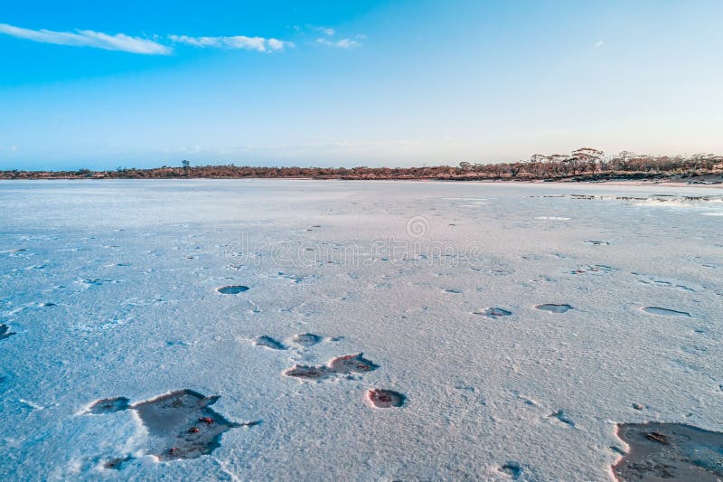 Australian Thick-tailed Gecko`s Stock Photo - Image of thicktailed ...