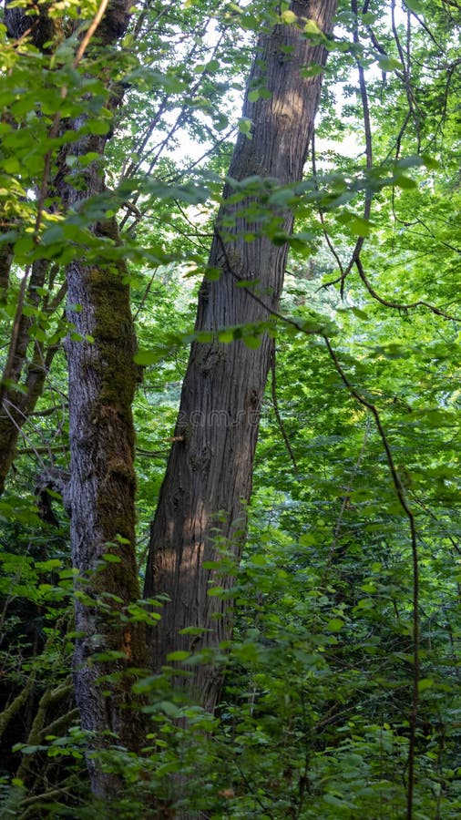 Dark Thick Grass Shadow Floor Stock Photos - Free & Royalty-Free Stock ...