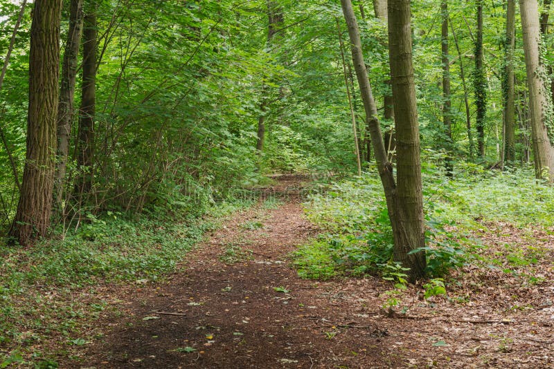 A Path through a Dense Forest Covered with Rotting Brown Leaves. Stock ...
