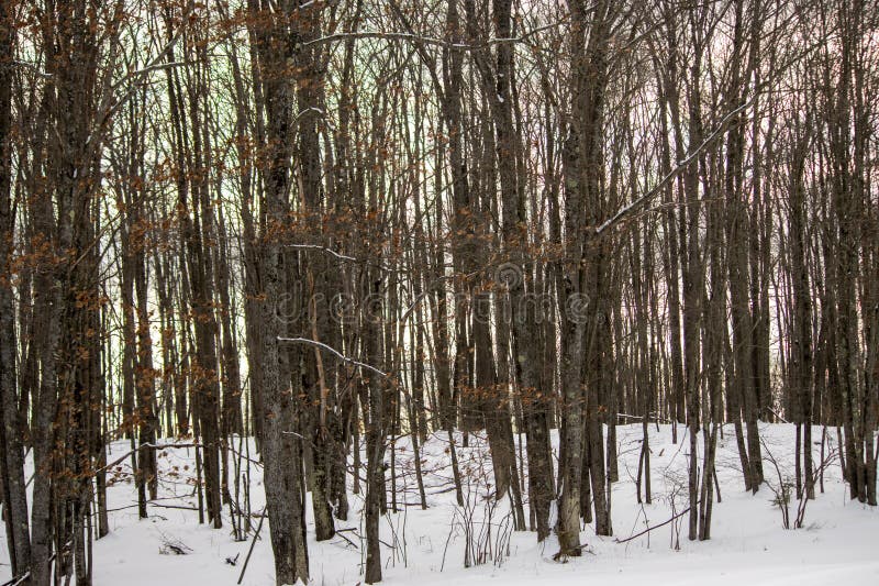 A Thick Deciduous Forest in the Winter Stock Image - Image of forest ...