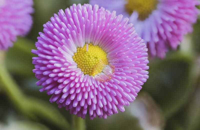 Thick Drop of Water is on a Pink English Daisy Flower Stock Image ...