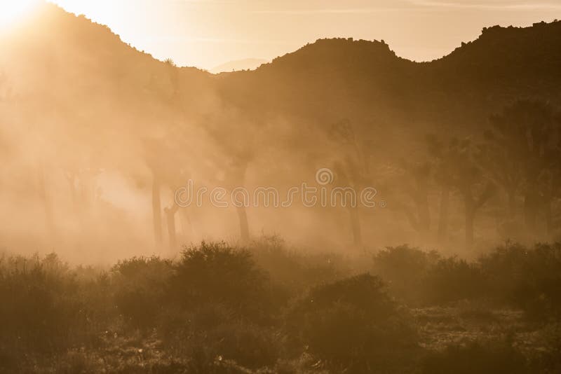 Thick Dusty Fog through Joshua Tree Stock Photo - Image of nature ...
