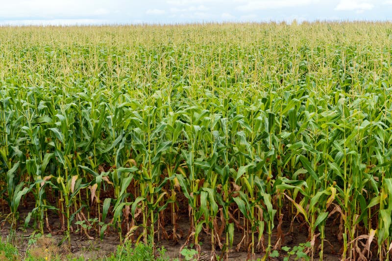 High corn crops stock photo. Image of cloud, farming - 43560244
