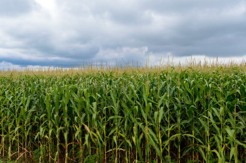 Thick Endlessly Green Field of High Corn. Gray Storm Clouds before the ...