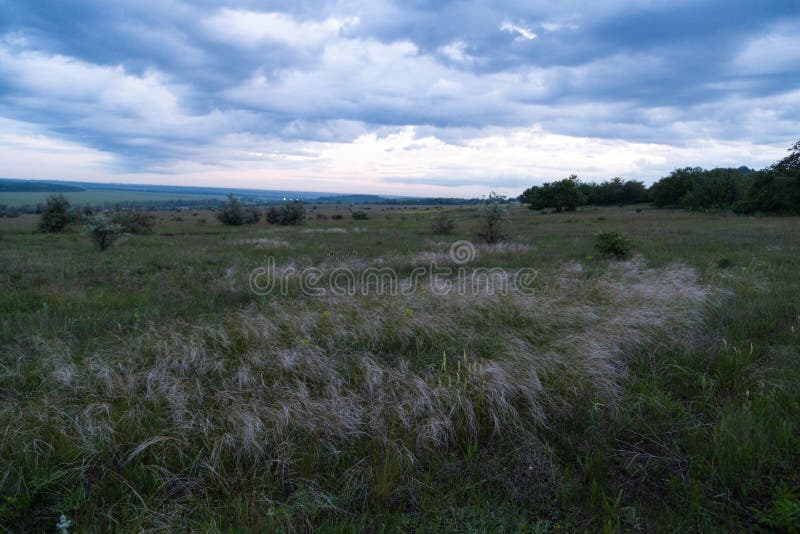 Thick Field Grass. Green Steppe Vegetation in the Evening Stock Image ...