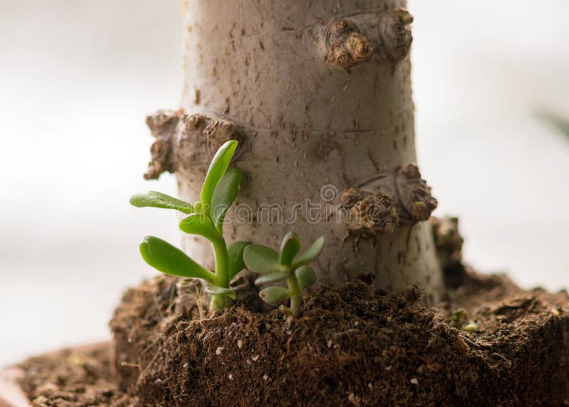 Fine Oak Tree Wood Texture Pattern Background. Exquisite Design Oak ...