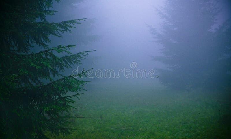 Thick fog stock image. Image of forest, atmosphere, dense - 3226707