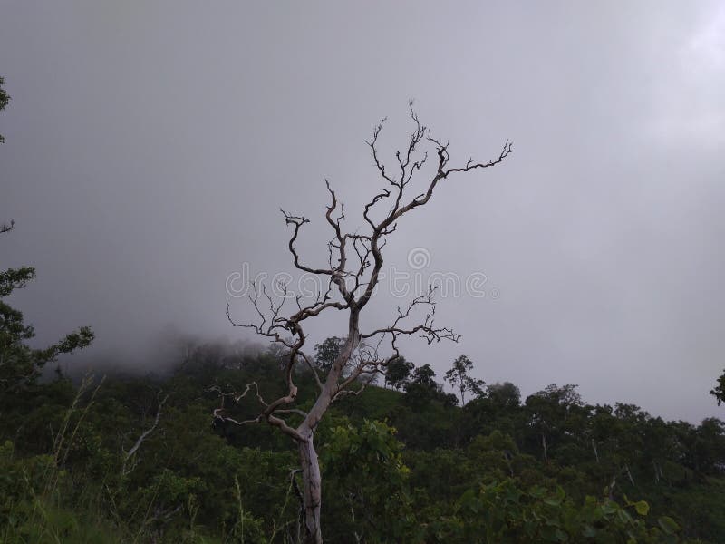 Thick fog behind dead tree stock image. Image of adventure - 282395307