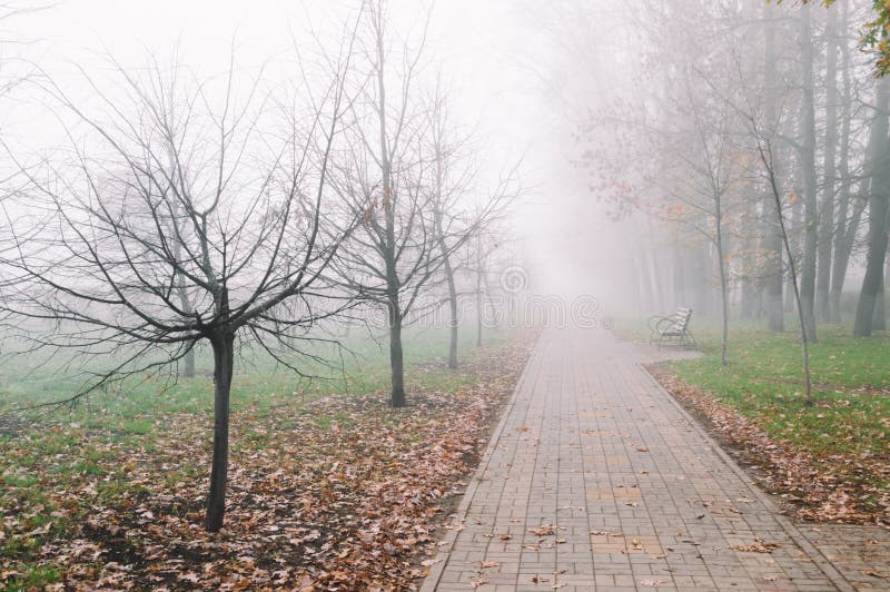Thick Fog in Empty Autumn Park with Paved Path and Bare Trees Stock ...