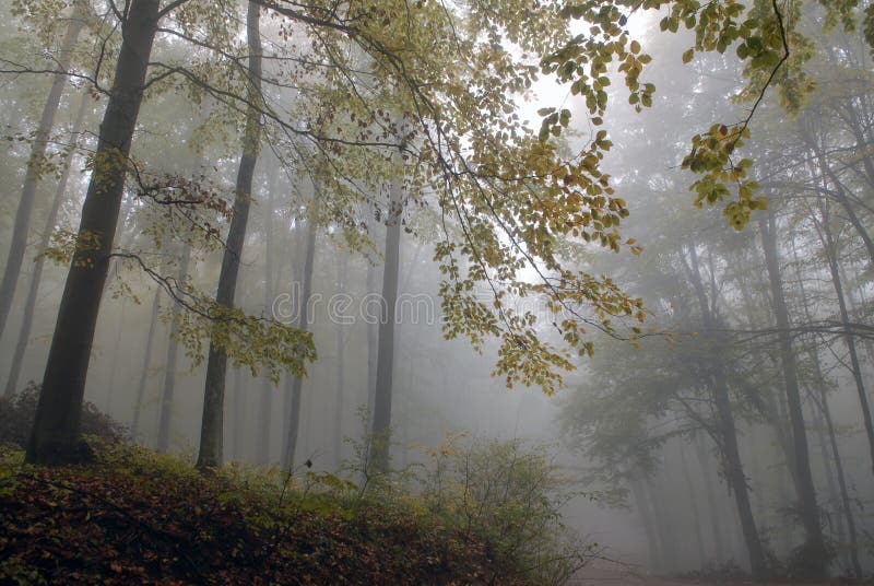 Heavy Mist in the Beech Forest Stock Image - Image of fall, trees ...