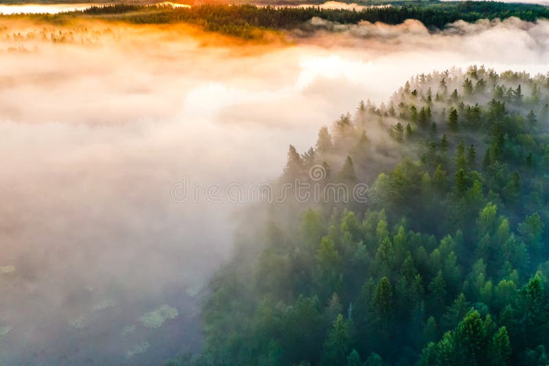 Thick Fog Flows into Green Forest at Sunrise. Charming Morning Concept ...