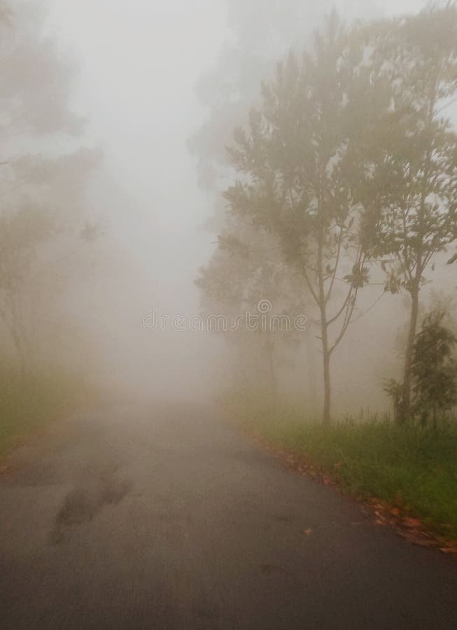 Thick Fog in the Morning that Covered the Road and Trees Around it ...