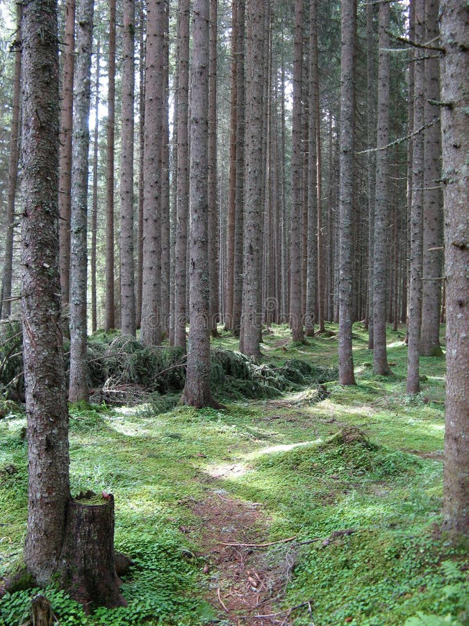 Thick Forest of Red Trees in Black and White Mountain Landscape Scene ...