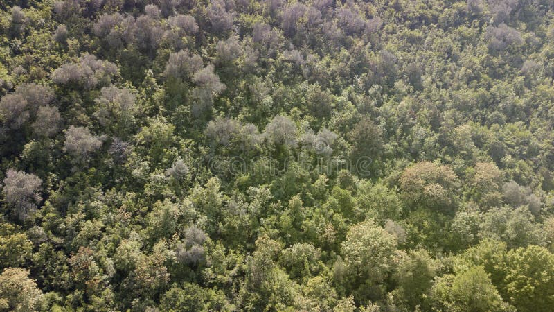 Thick forest, aerial view stock image. Image of scene - 119354907