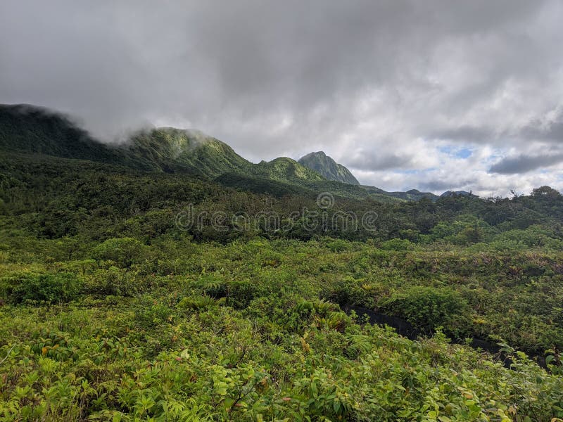 Thick forest beauty stock image. Image of wilderness - 250637455