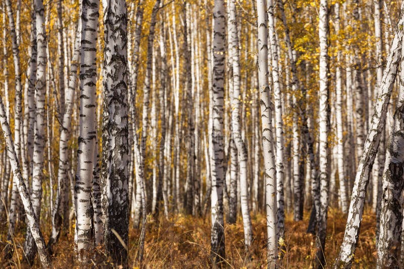 Thick Forest of Birch Trees in the Fall in Krasnoyarsk. Stock Image ...