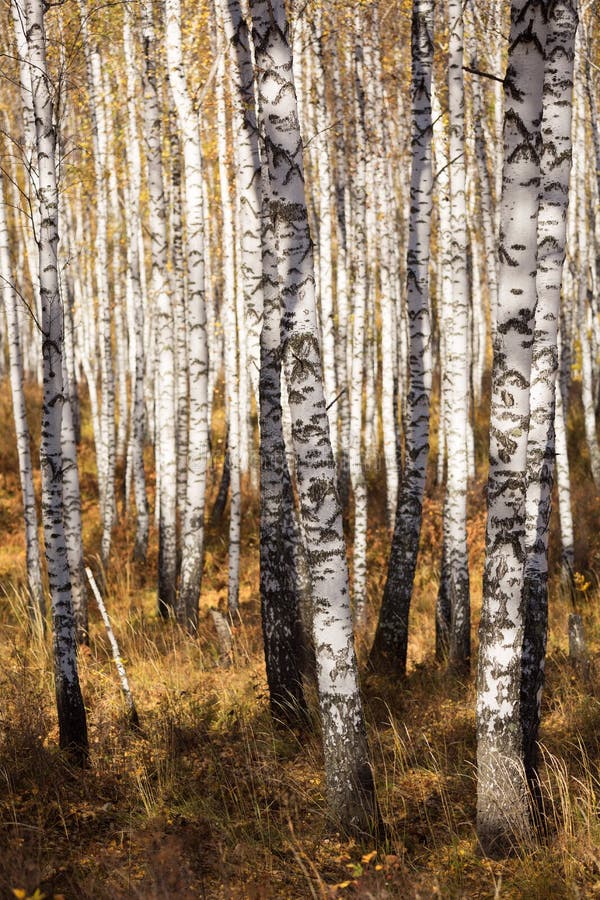 Thick Forest of Birch Trees in the Fall in Krasnoyarsk. Stock Photo ...