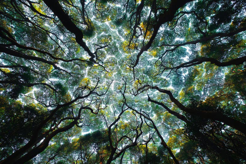 Thick Forest Canopy Forming Geometric Light Patterns, Nature Background ...