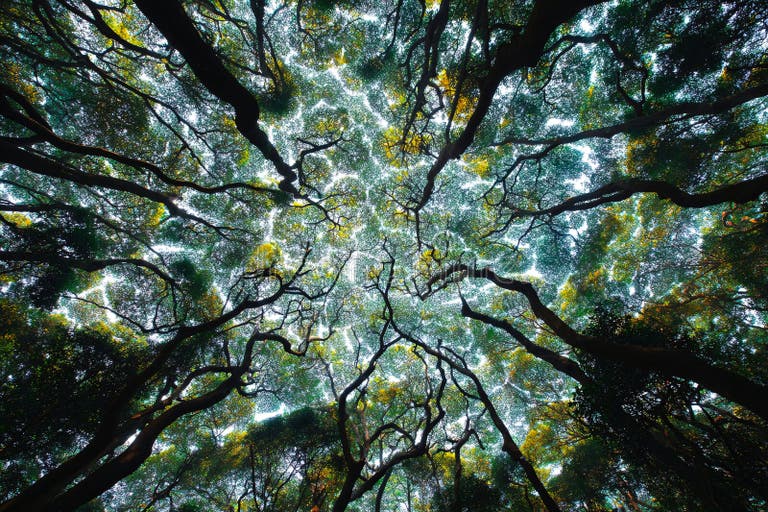 Thick Forest Canopy Forming Geometric Light Patterns, Nature Background ...