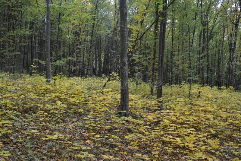 The Thick Forest Grows in the Fall. Stock Photo - Image of fall, thick ...