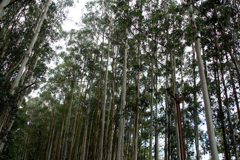 Thick Forest of Lofty Trees Stock Photo - Image of trunk, bare: 215105538