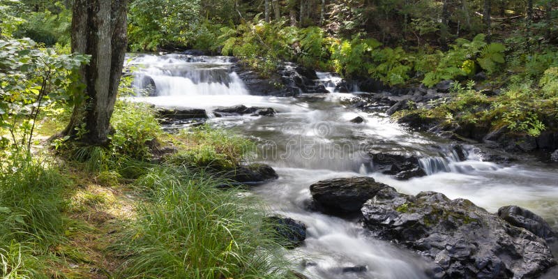 Thick Forest in Maine Surrounding a River Stock Photo - Image of ...