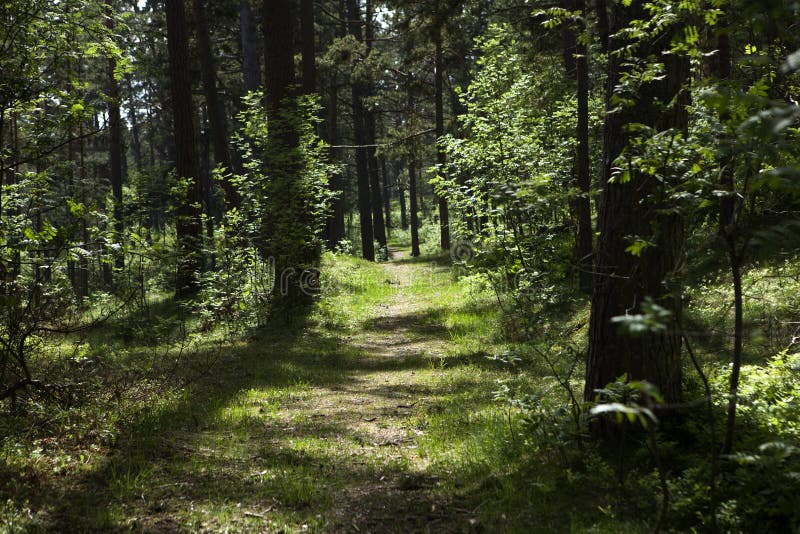 Life of forest plants stock image. Image of beautiful - 179417457