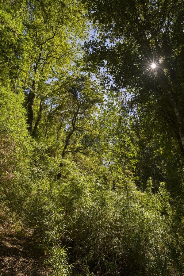 Thick Forest of Native Trees. Stock Photo - Image of beauty, logs ...