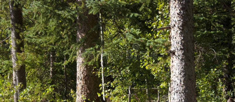 Thick Forest of Red Trees in Black and White Mountain Landscape Scene ...
