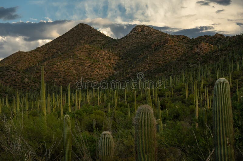 Thick Forest of of Saguaro Cactus at the Base of Wassen Peak Stock ...