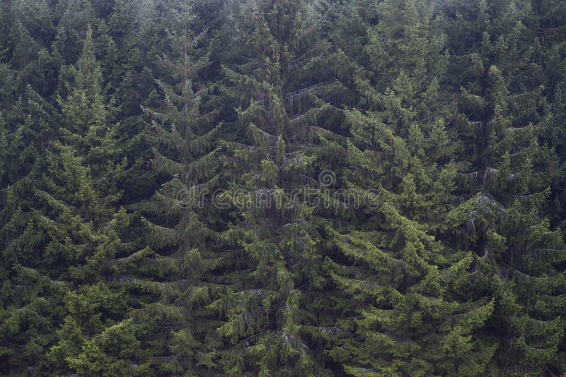Thick Forest of Red Trees in Black and White Mountain Landscape Scene ...