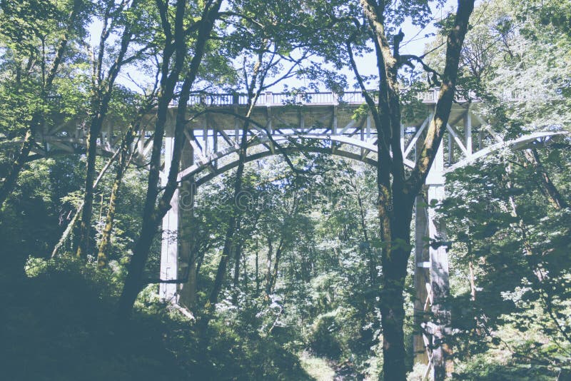 Thick Forest with Thin Trees and a Stone Tall Bridge Stock Photo ...