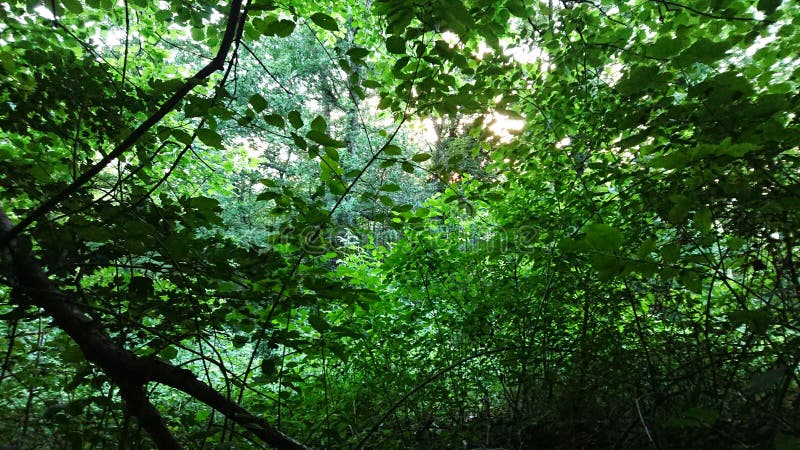 Thick Forest Trees Leaves Sunlight Background Stock Image - Image of ...