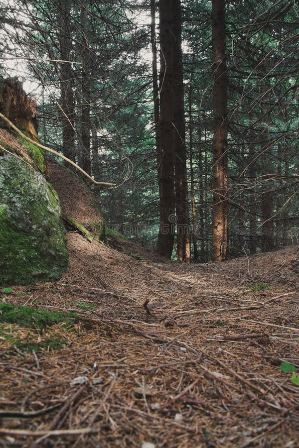 Thick Forest of Red Trees in Black and White Mountain Landscape Scene ...
