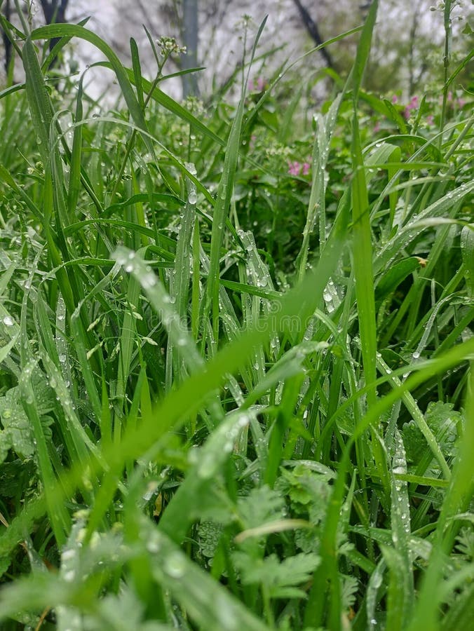 Thick Fresh Green Grass Full of Dew Stock Photo - Image of field ...